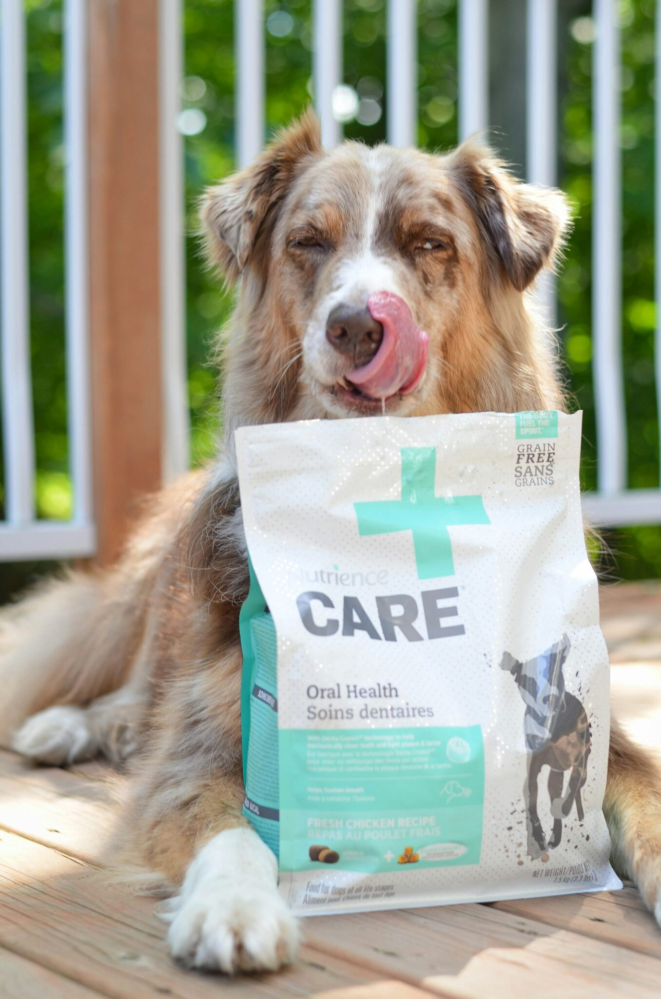Dog Food Packaging: Materials and Sustainability - BG Machinery